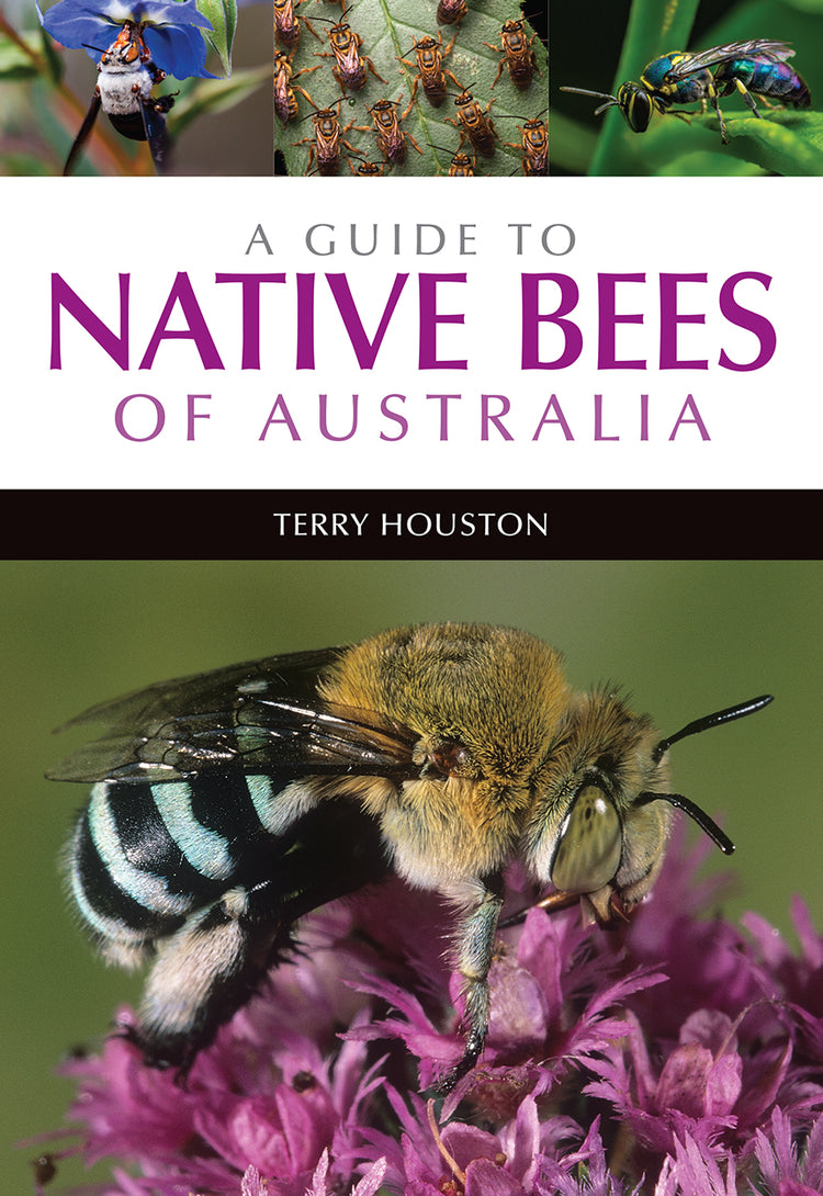 A guide to native bees of Australia – The Urban Beehive