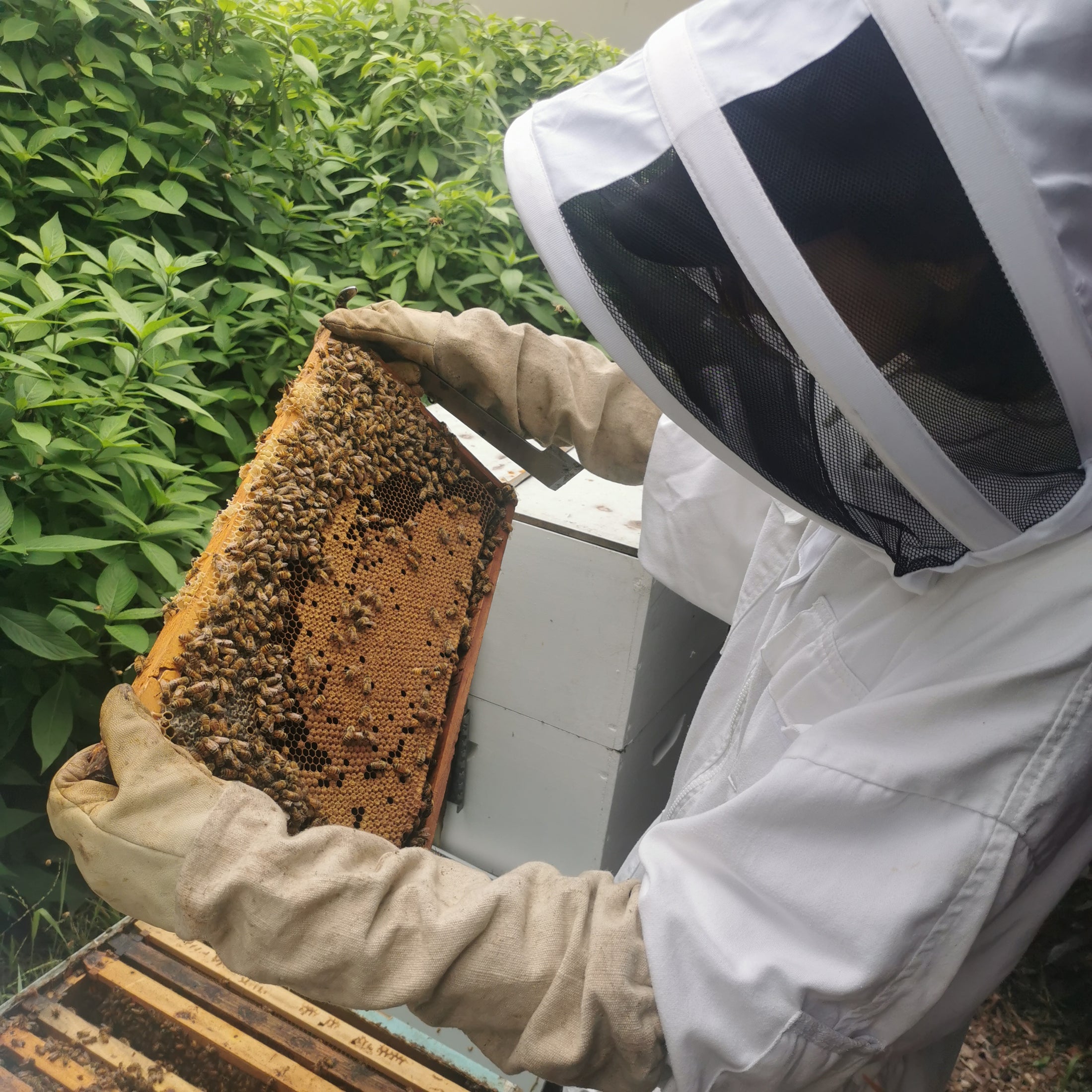 Nucleus - Live Bees – The Urban Beehive